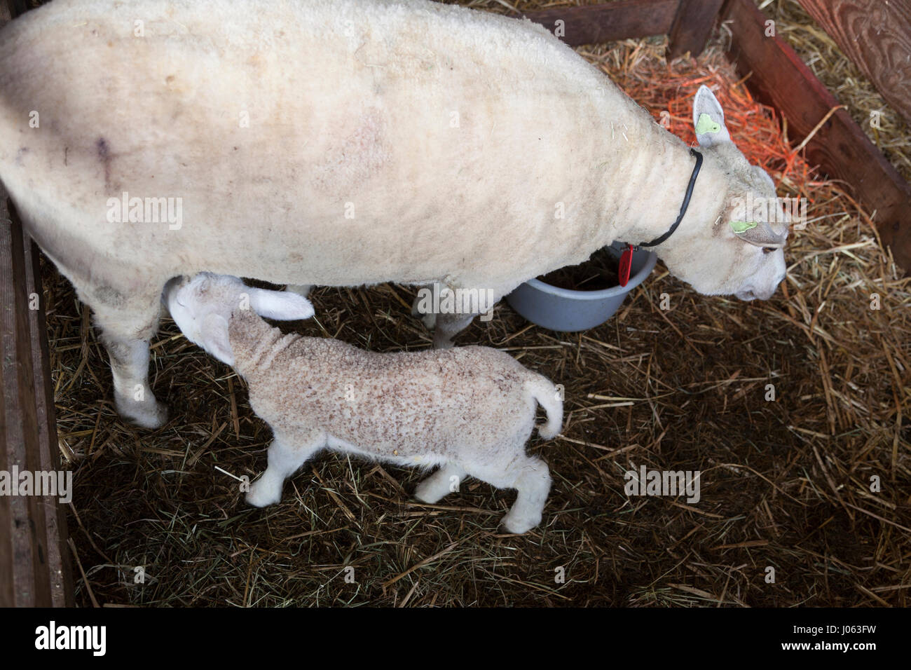 young lamb drinks from mother sheep inside barn on organic farm in the ...