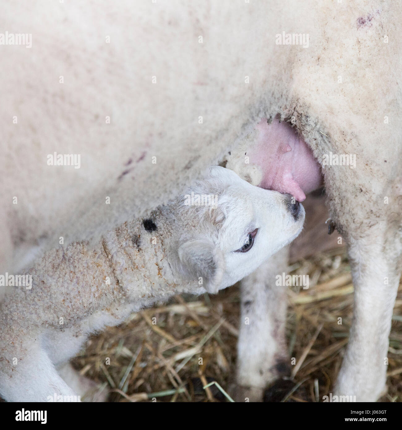closeup of young lamb drinking milk from udder of mother sheep inside ...