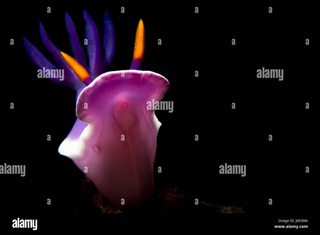 Small nudibranch hi-res stock photography and images - Alamy