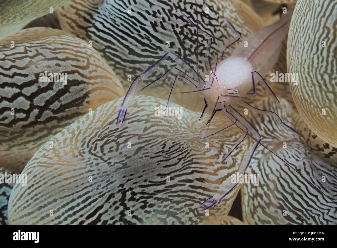 A bubble coral shrimp. A STUNNING underwater shots of a small ...