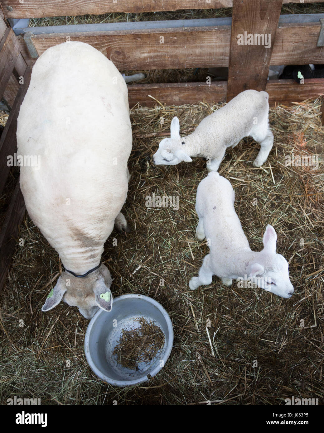two young lambs and mother sheep on straw inside barn on organic farm ...