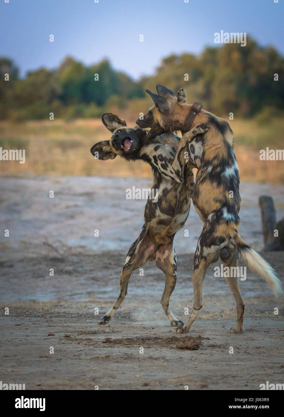 SOUTH LUANGWA, ZAMBIA: THE INCREDIBLE moment a pack of African wild ...