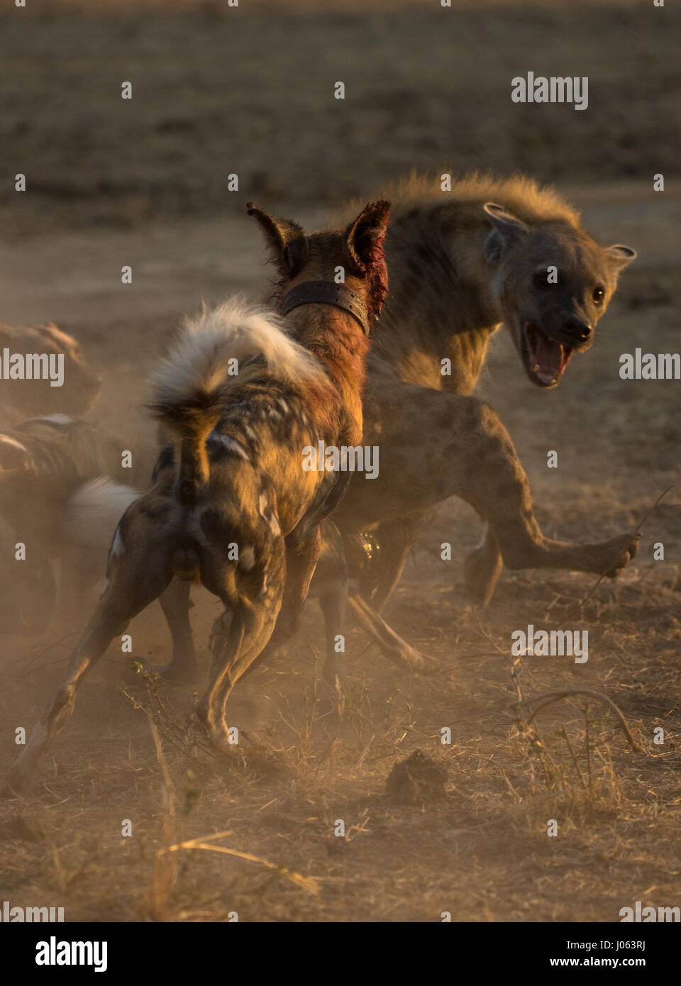 SOUTH LUANGWA, ZAMBIA: THE INCREDIBLE moment a pack of African wild ...