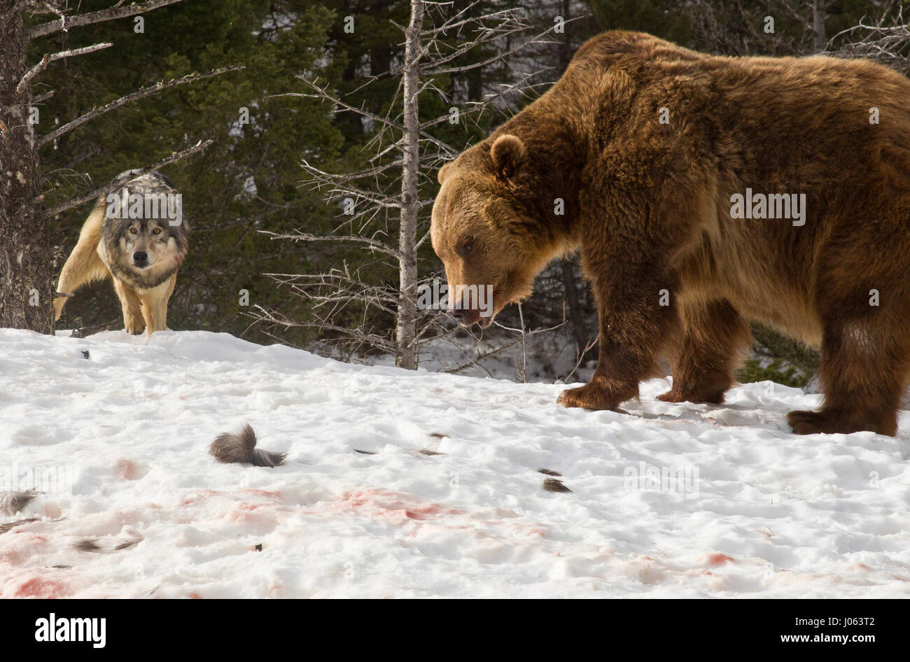 ROCKY MOUNTAINS, MONTANA, USA: INCREDIBLE images by a British ...