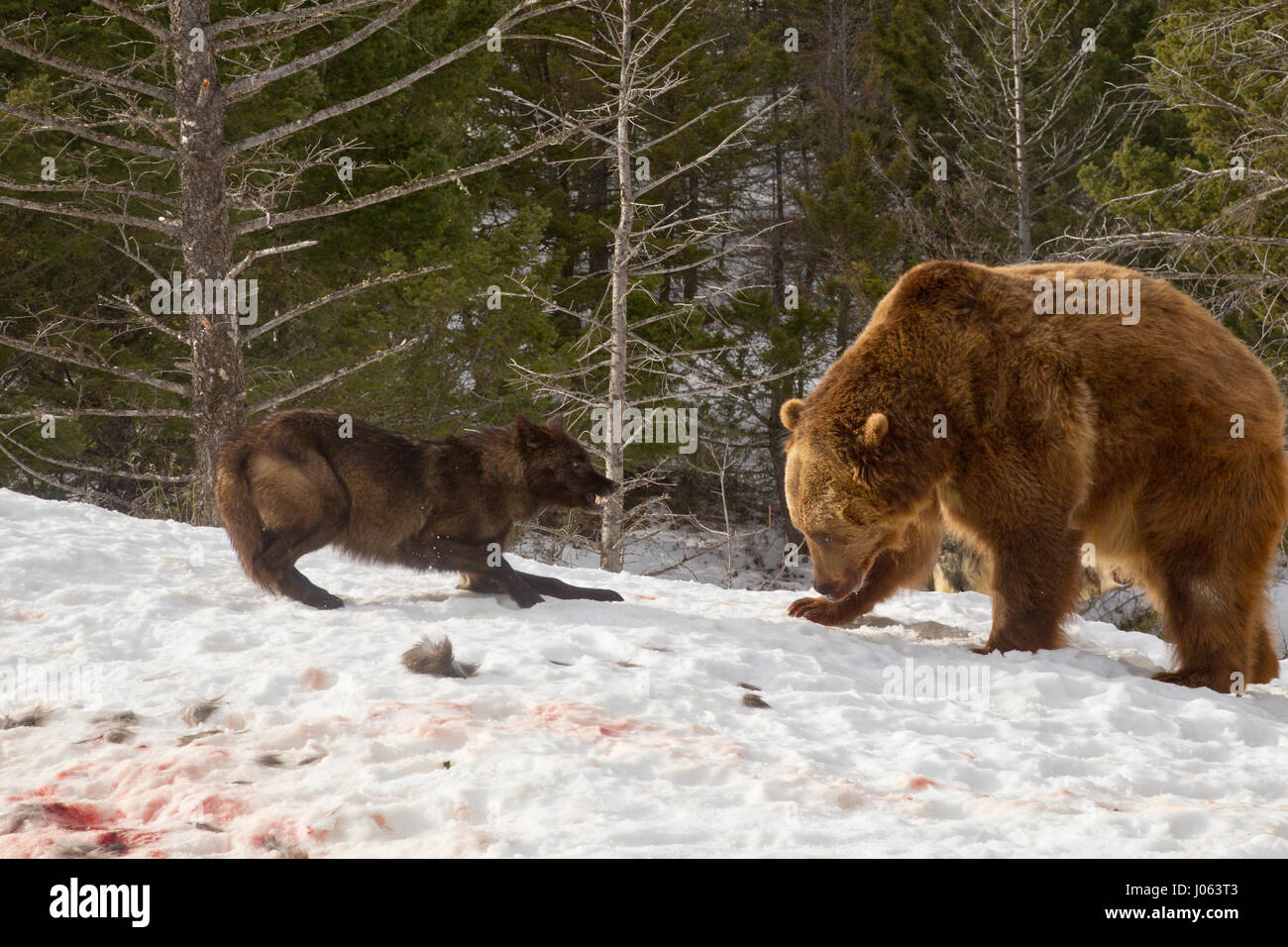 Wolf baring teeth hi-res stock photography and images - Alamy