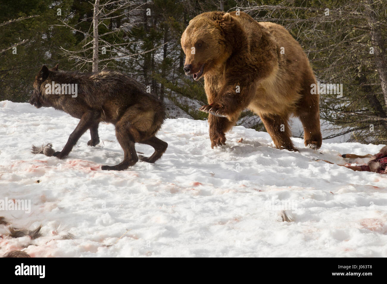 ROCKY MOUNTAINS, MONTANA, USA: INCREDIBLE images by a British ...