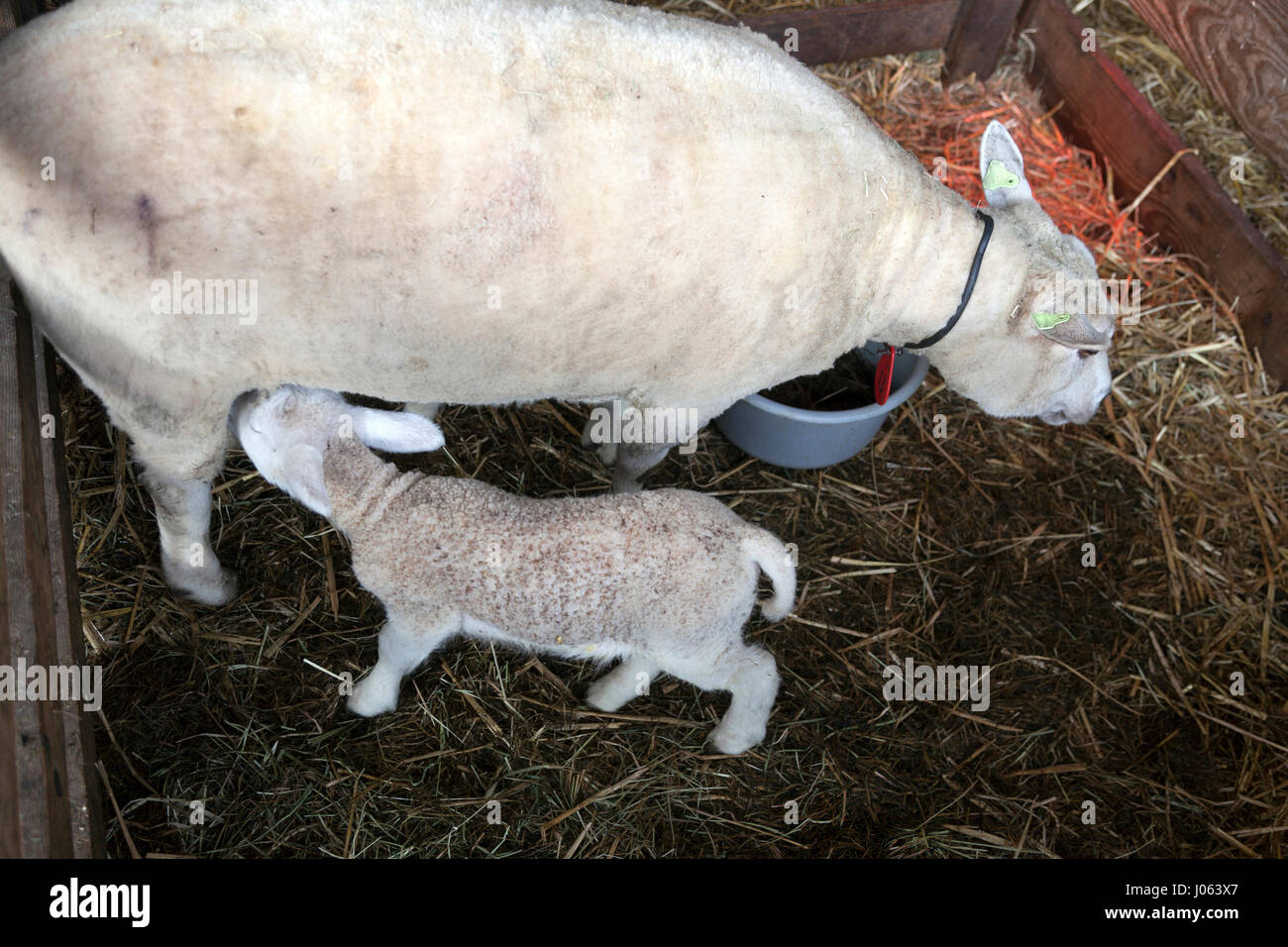 lamb drinks from ewe in box inside barn on straw Stock Photo - Alamy