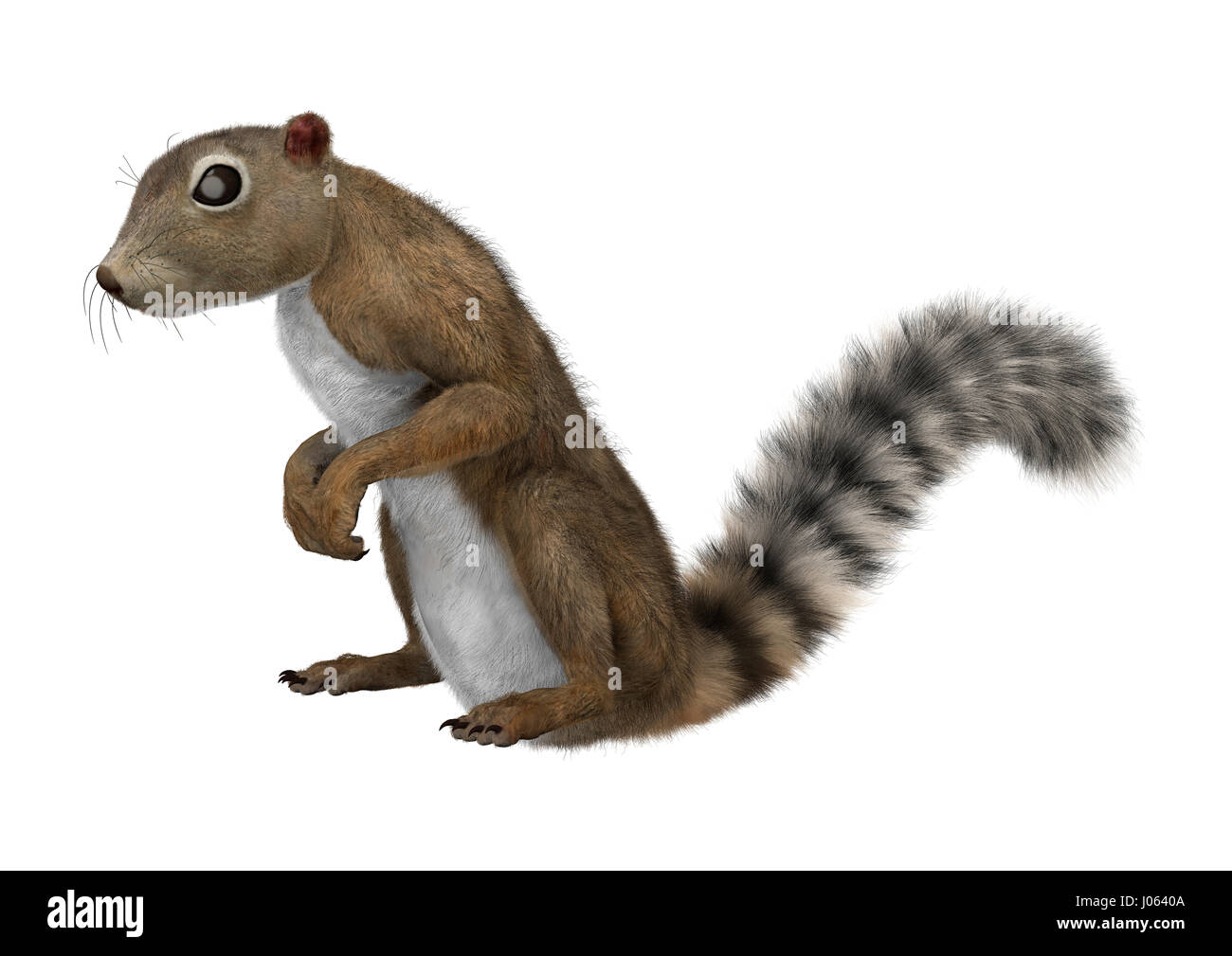 3D rendering of a Gambian sun squirrel isolated on white background ...