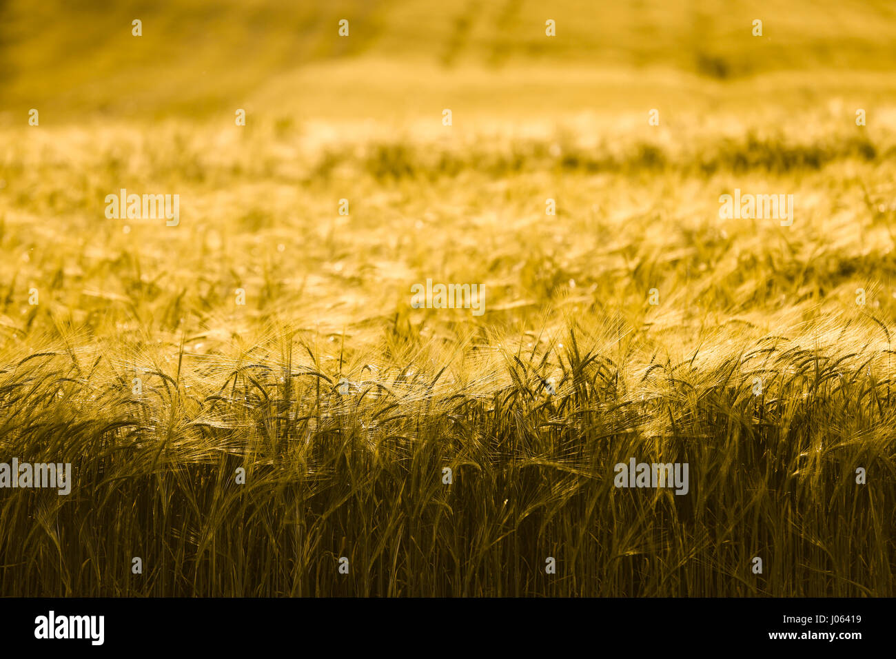Barley field in golden glow of evening sun Stock Photo - Alamy