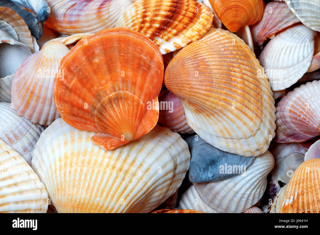 Shells of anadara and scallop at sun summer day Stock Photo - Alamy