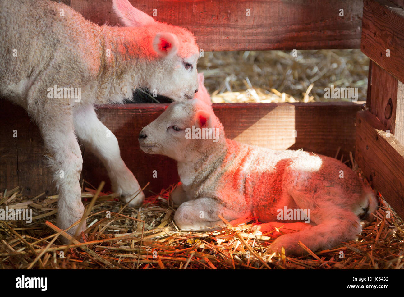 Newborn Lamb Inside Barn In High Resolution Stock Photography and ...