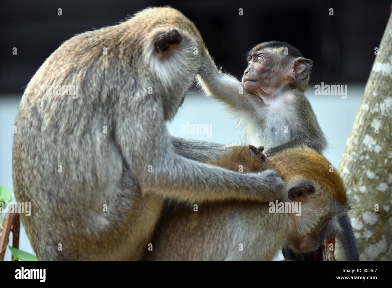 Long-tailed Macaque (Singapore Stock Photo - Alamy