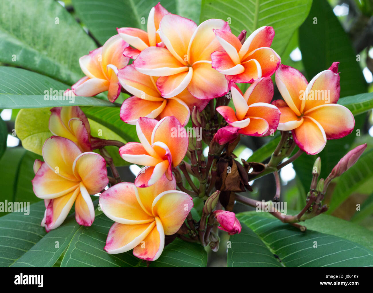 Frangipani tree flower hi-res stock photography and images - Alamy