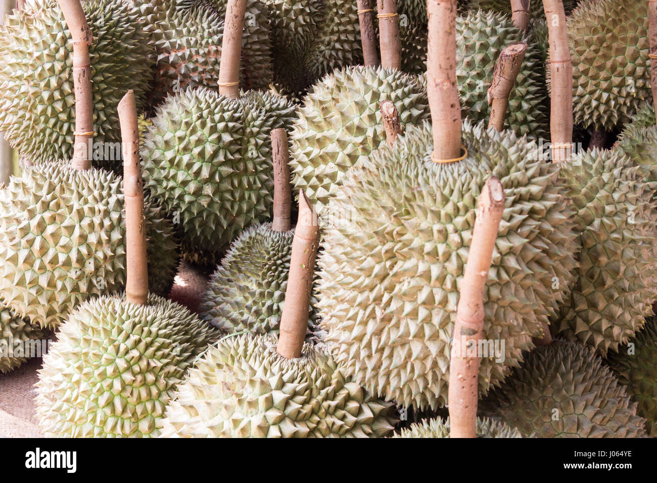 durian fruit fresh Stock Photo - Alamy