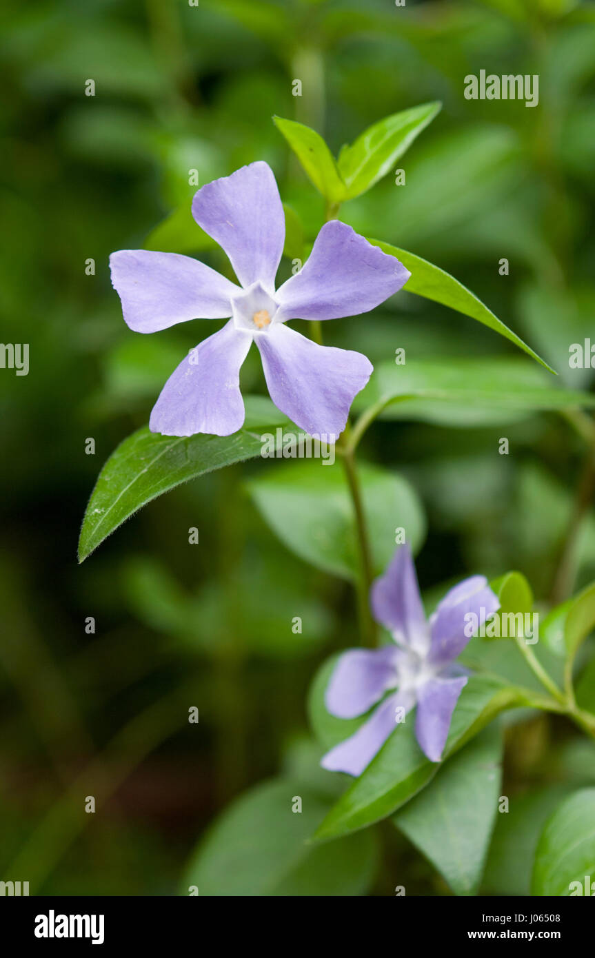 Vinca plant hi-res stock photography and images - Alamy