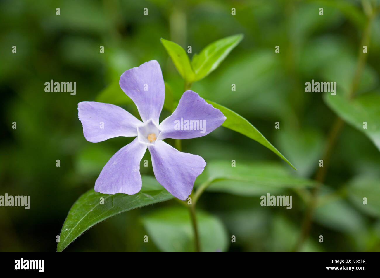 flower of vinca major Stock Photo - Alamy