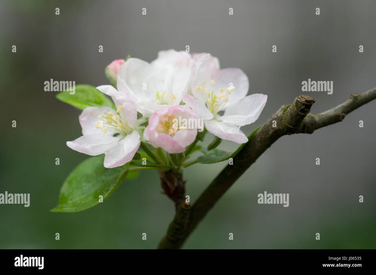 flower of apple Stock Photo - Alamy