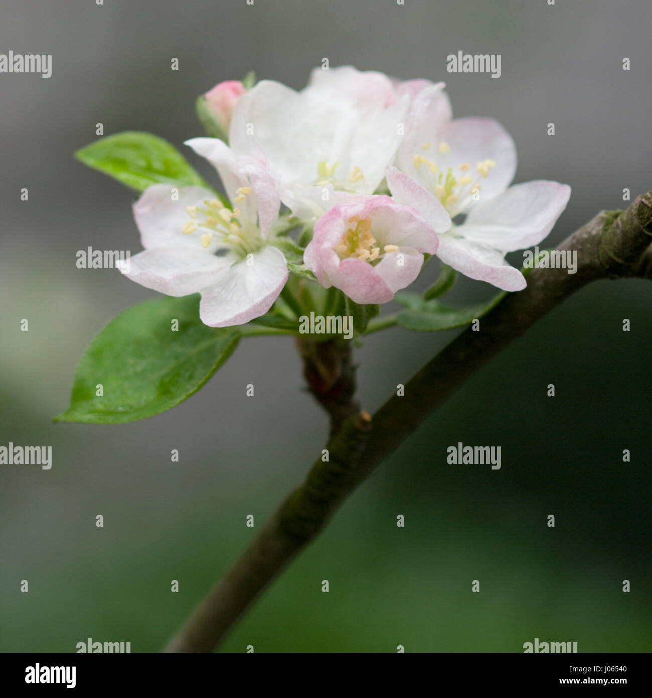 flower of apple Stock Photo - Alamy