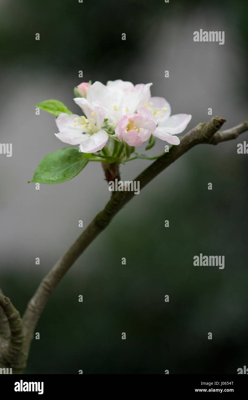 flower of apple Stock Photo - Alamy