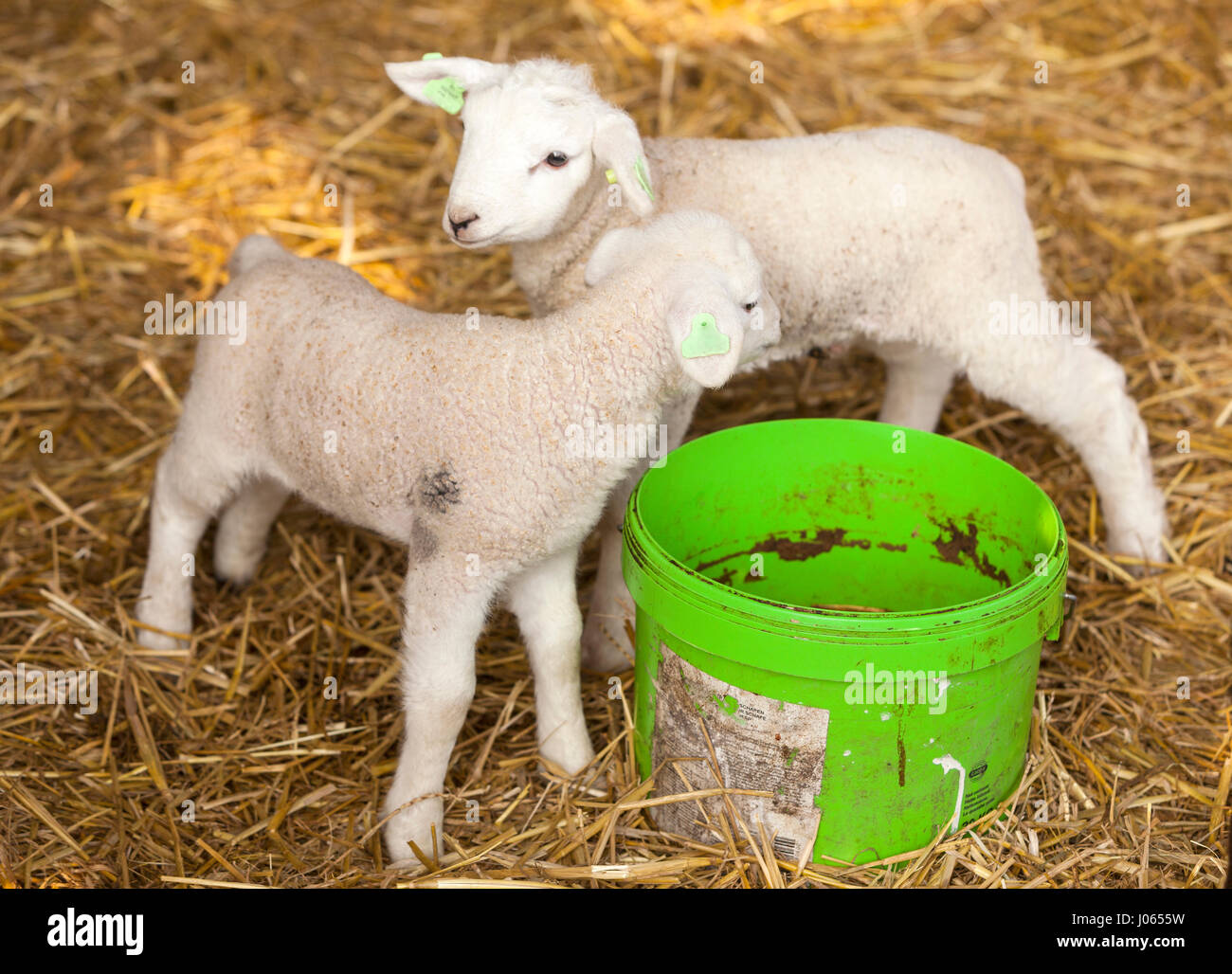 two newborn lambs on straw with green water bucket on organic farm in ...