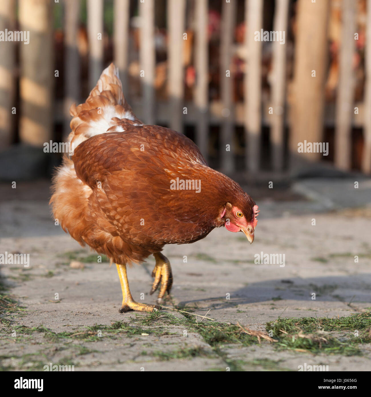 free roaming brown chicken on organic farm in poultry barn in sunshine ...