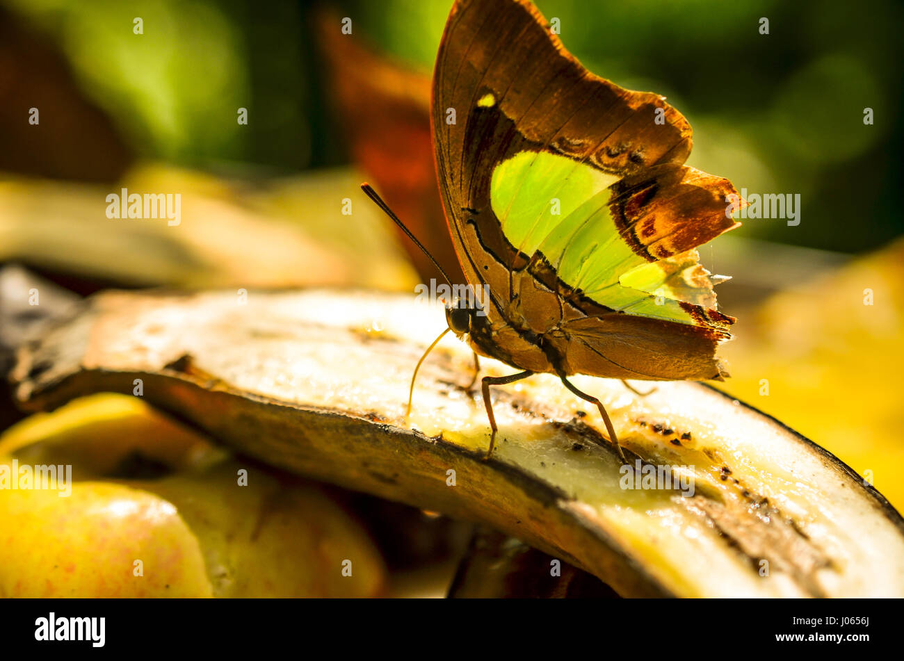 Brown swallowtails butterfly hi-res stock photography and images - Alamy