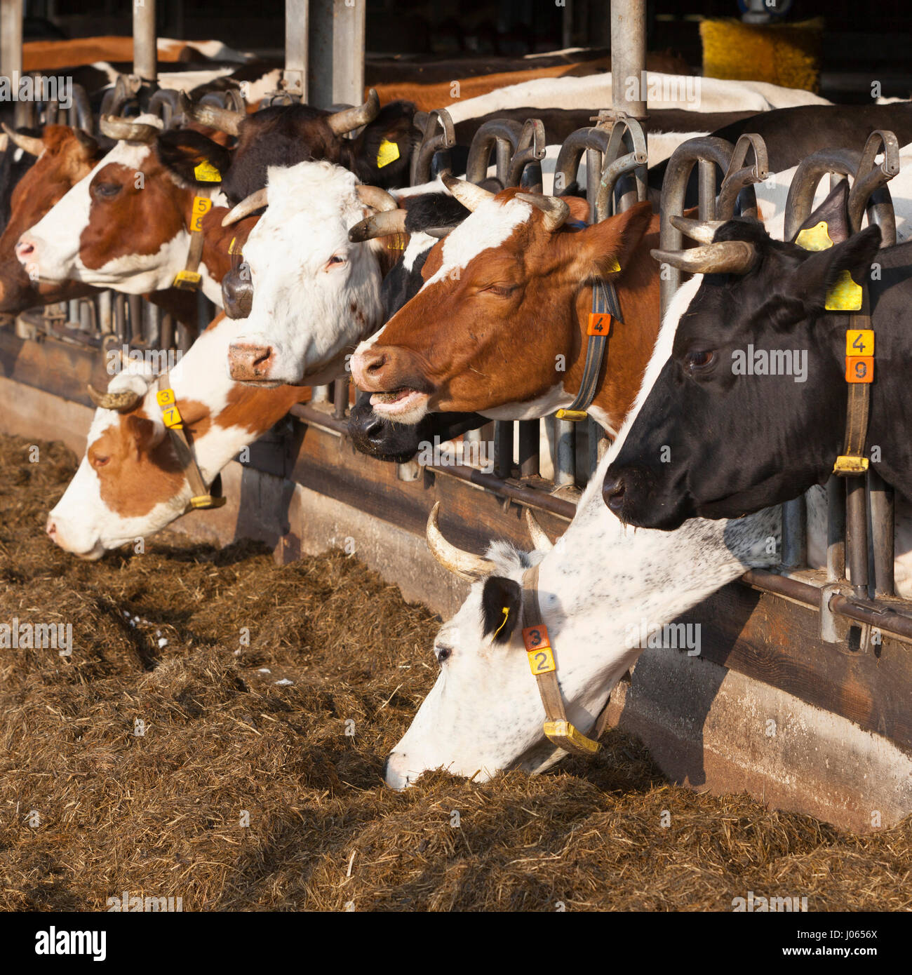 Netherlands cows manure hi-res stock photography and images - Alamy