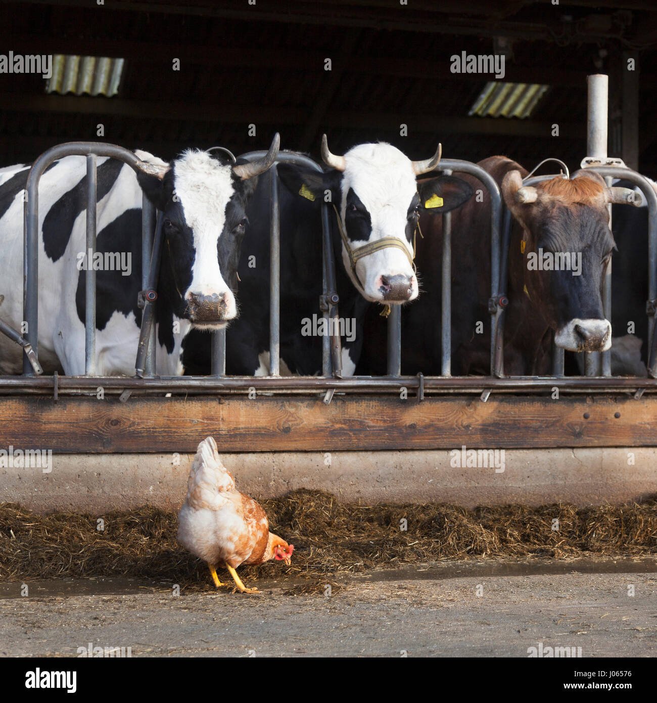 chicken stands outside barn full of cows at organic dutch farm in the ...