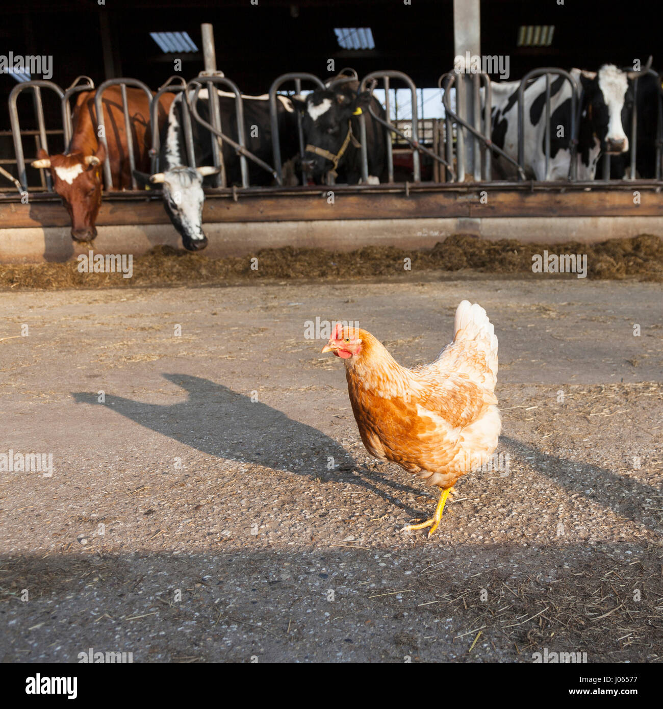 chicken stands outside barn full of cows at organic dutch farm in the ...