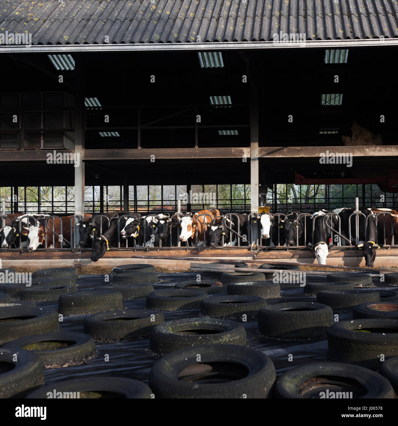 Car behind cows hi-res stock photography and images - Alamy