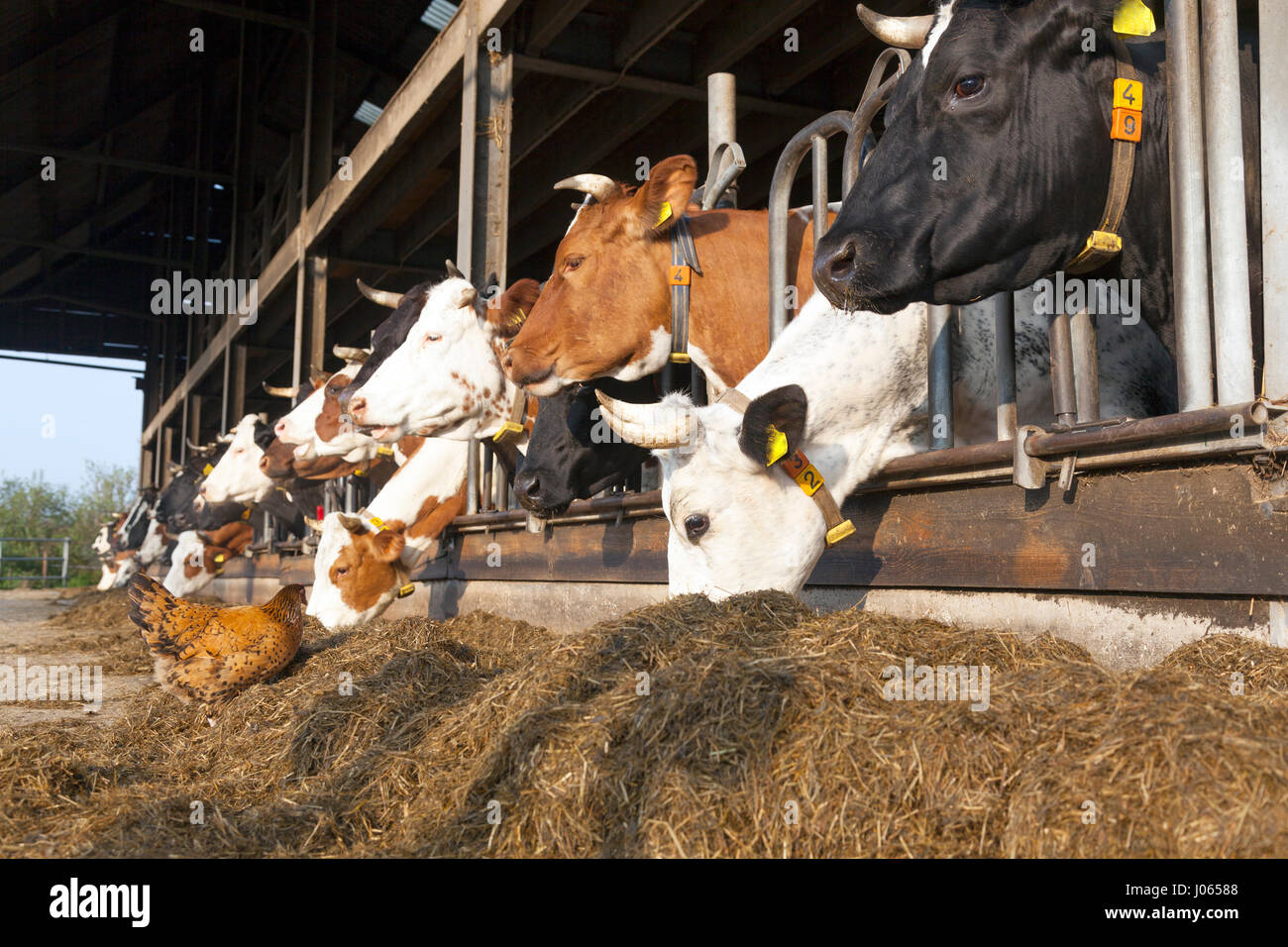 chicken stands outside barn full of feeding cows at organic dutch farm ...
