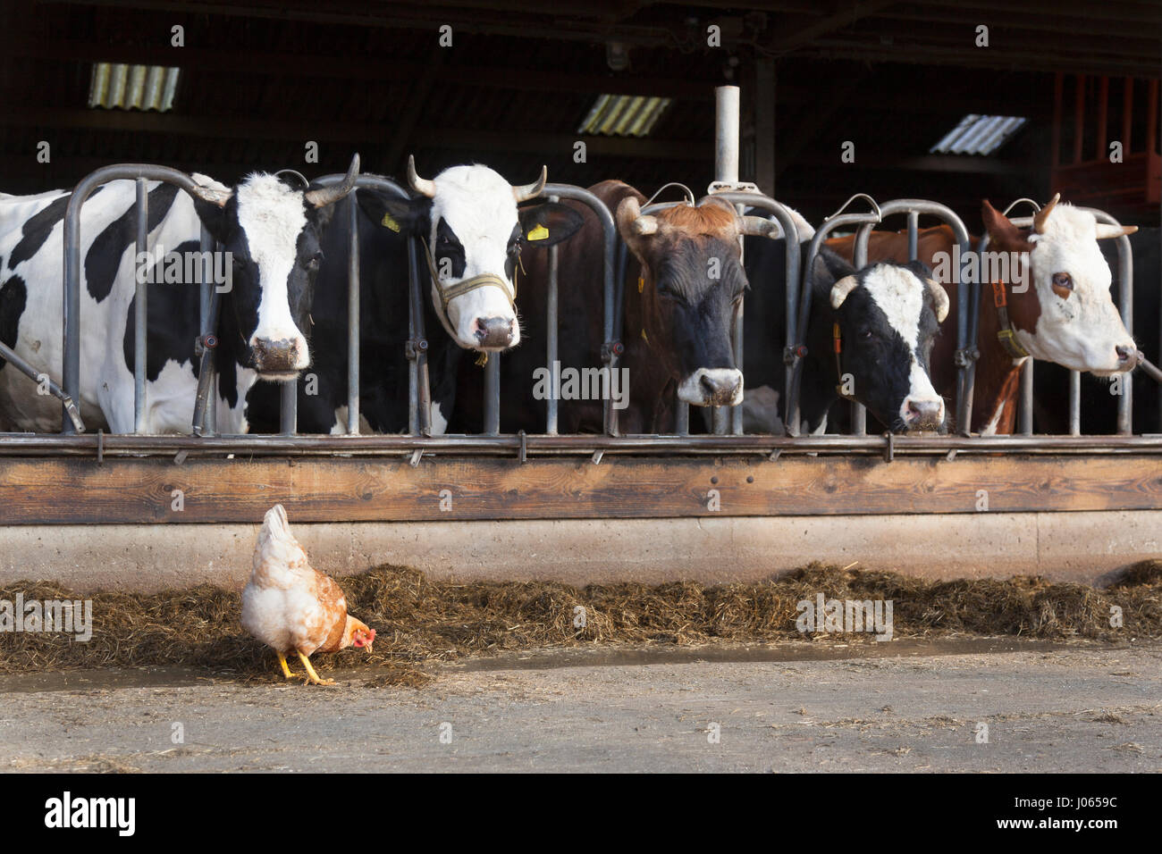 chicken stands outside barn full of cows at organic dutch farm in the ...