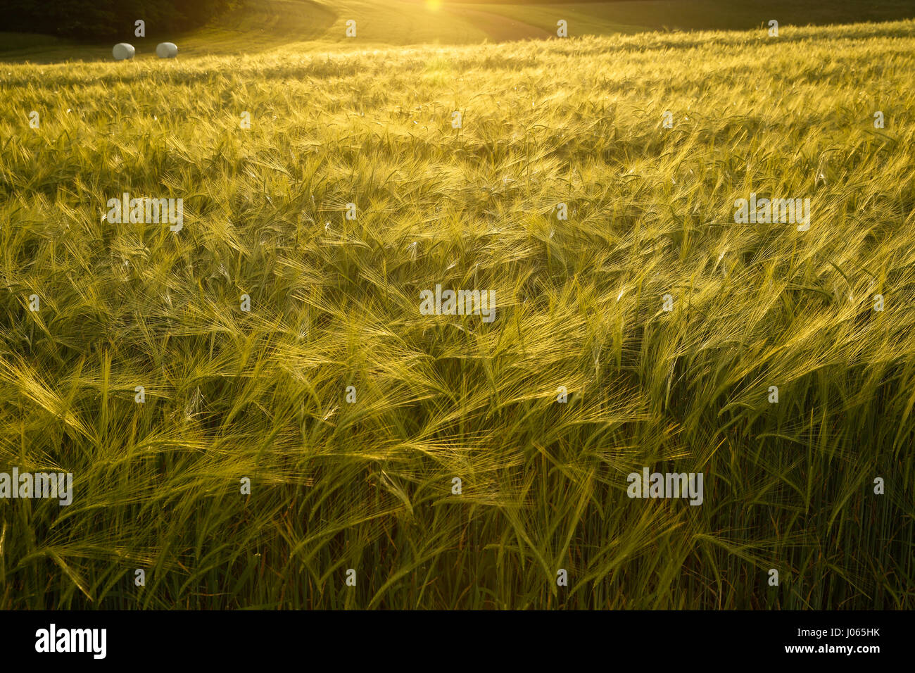 Barley field hi-res stock photography and images - Alamy