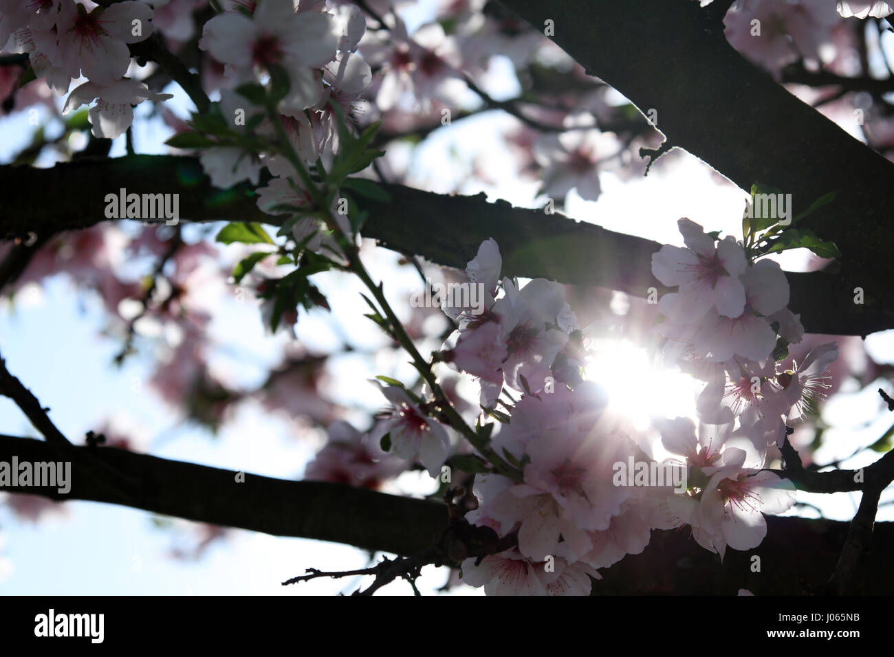 Mandelbaume hi-res stock photography and images - Alamy