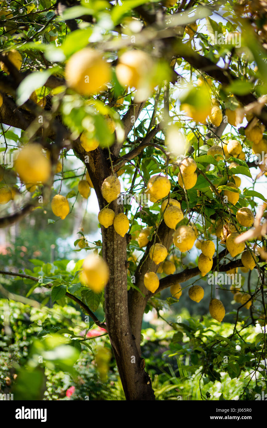 Lemon tree in Sicily, Italy Stock Photo - Alamy