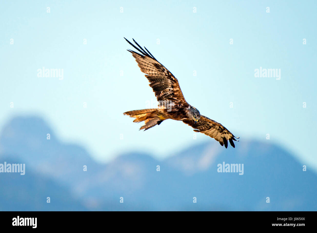 Red kite bird known hi-res stock photography and images - Alamy