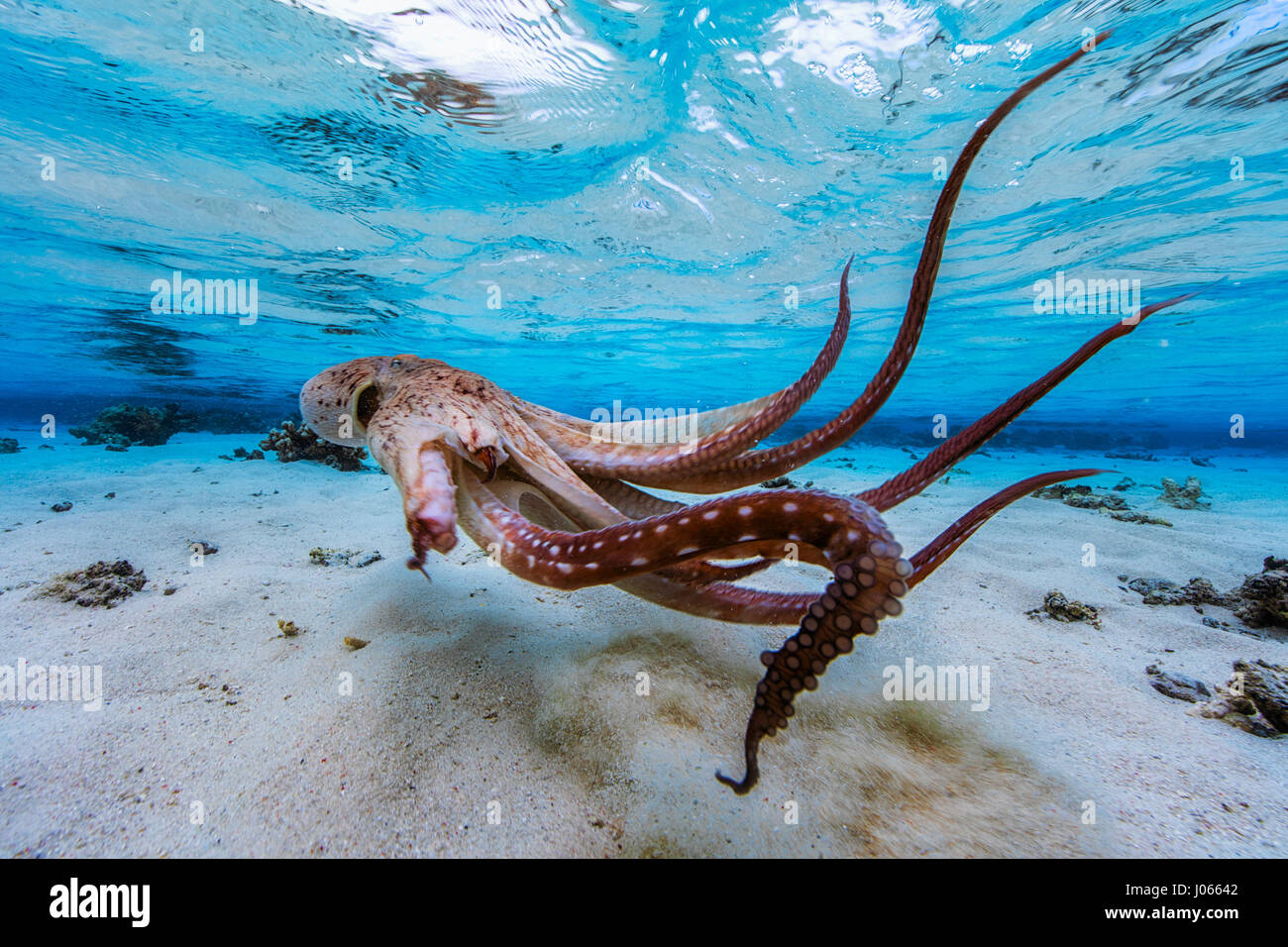 Underwater Octopus