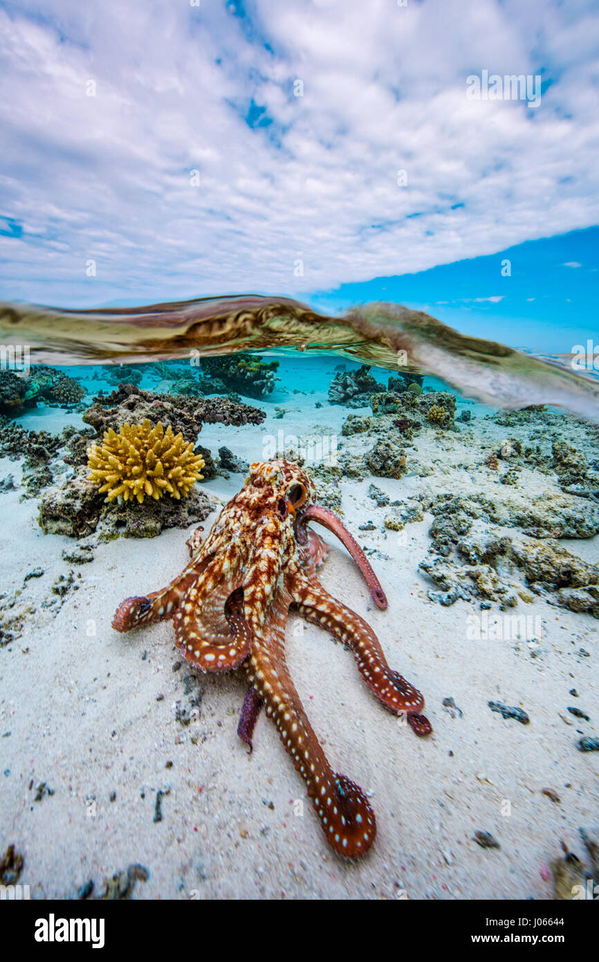 Octopus hiding amongst the coral. PLAYFUL underwater shots of a cheeky ...