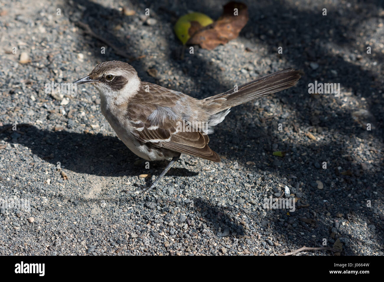 Galápagos mockingbird (Nesomimus parvulus) standing on the ground on ...