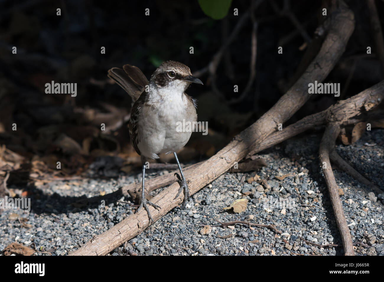 Mockingbird mocking bird hi-res stock photography and images - Alamy