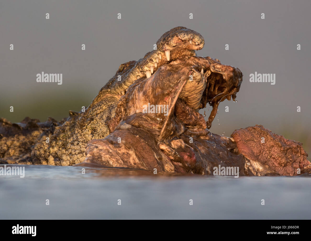 Greedy eater hi-res stock photography and images - Alamy