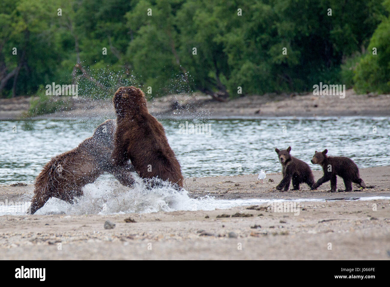 RUSSIA: THE DRAMATIC moment a mother brown bear defended her cubs from ...