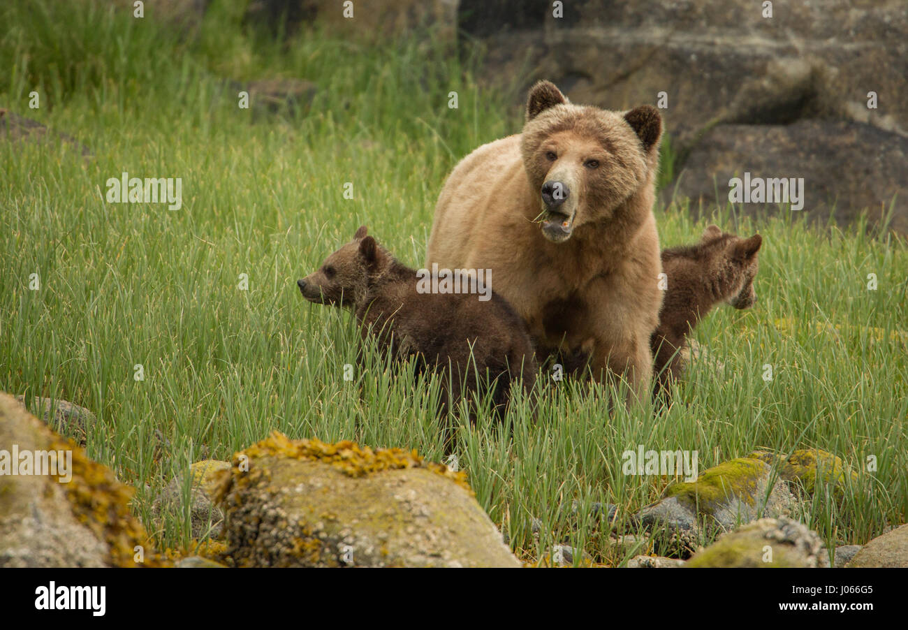TWO NAUGHTY bear cubs have been snapped by a British photographer ...
