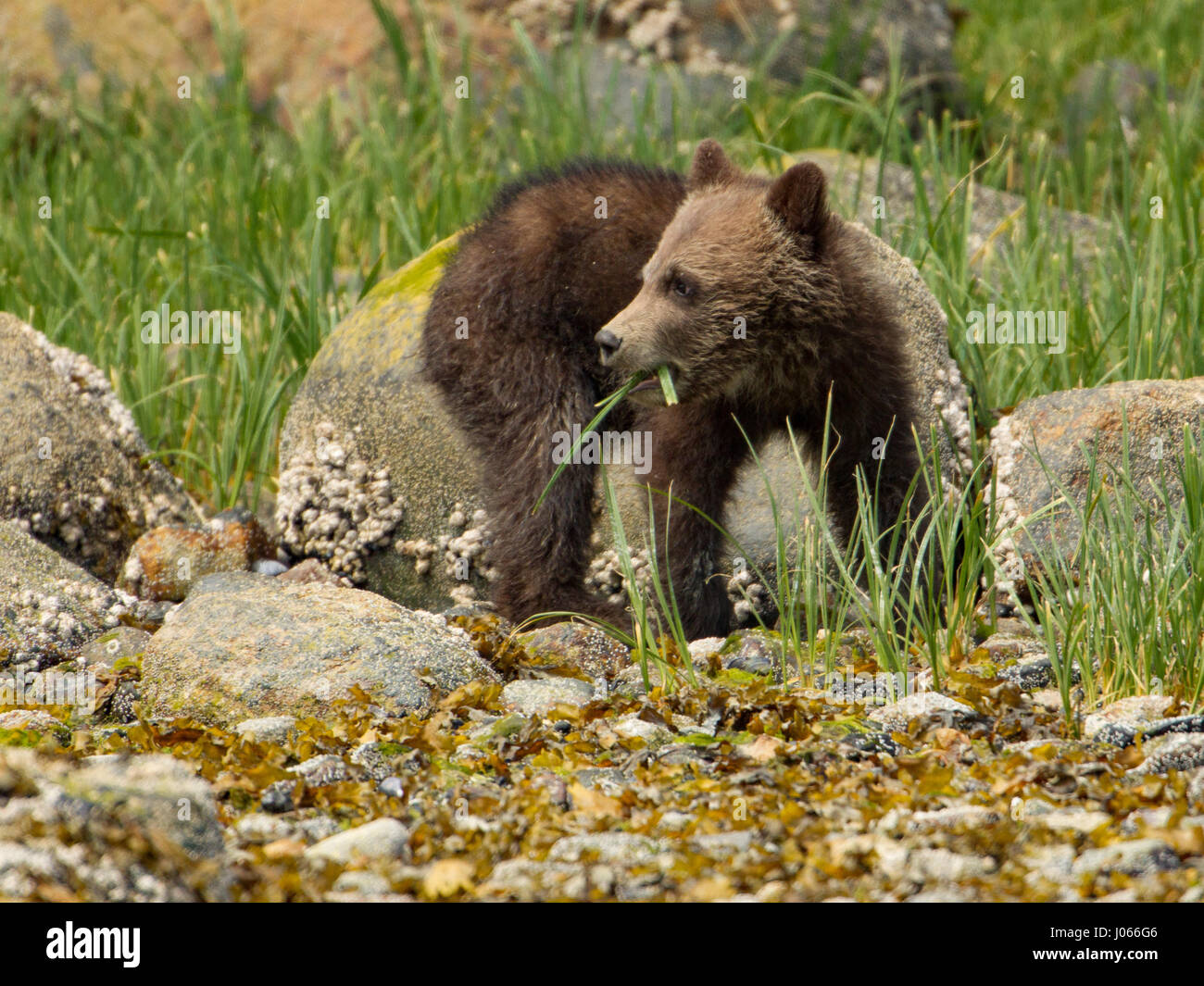 TWO NAUGHTY bear cubs have been snapped by a British photographer ...