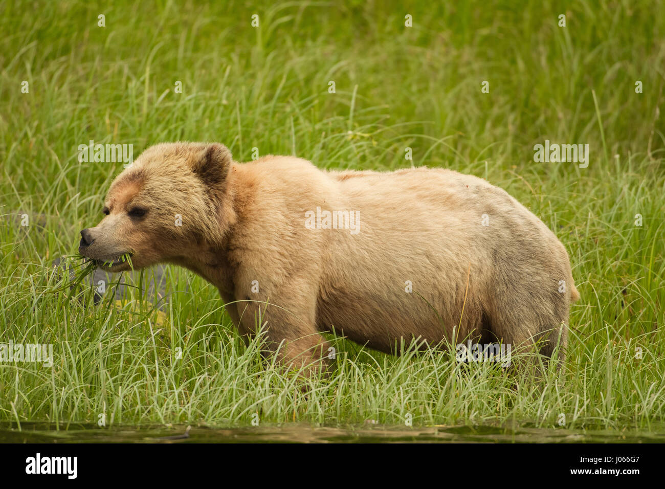 TWO NAUGHTY bear cubs have been snapped by a British photographer ...