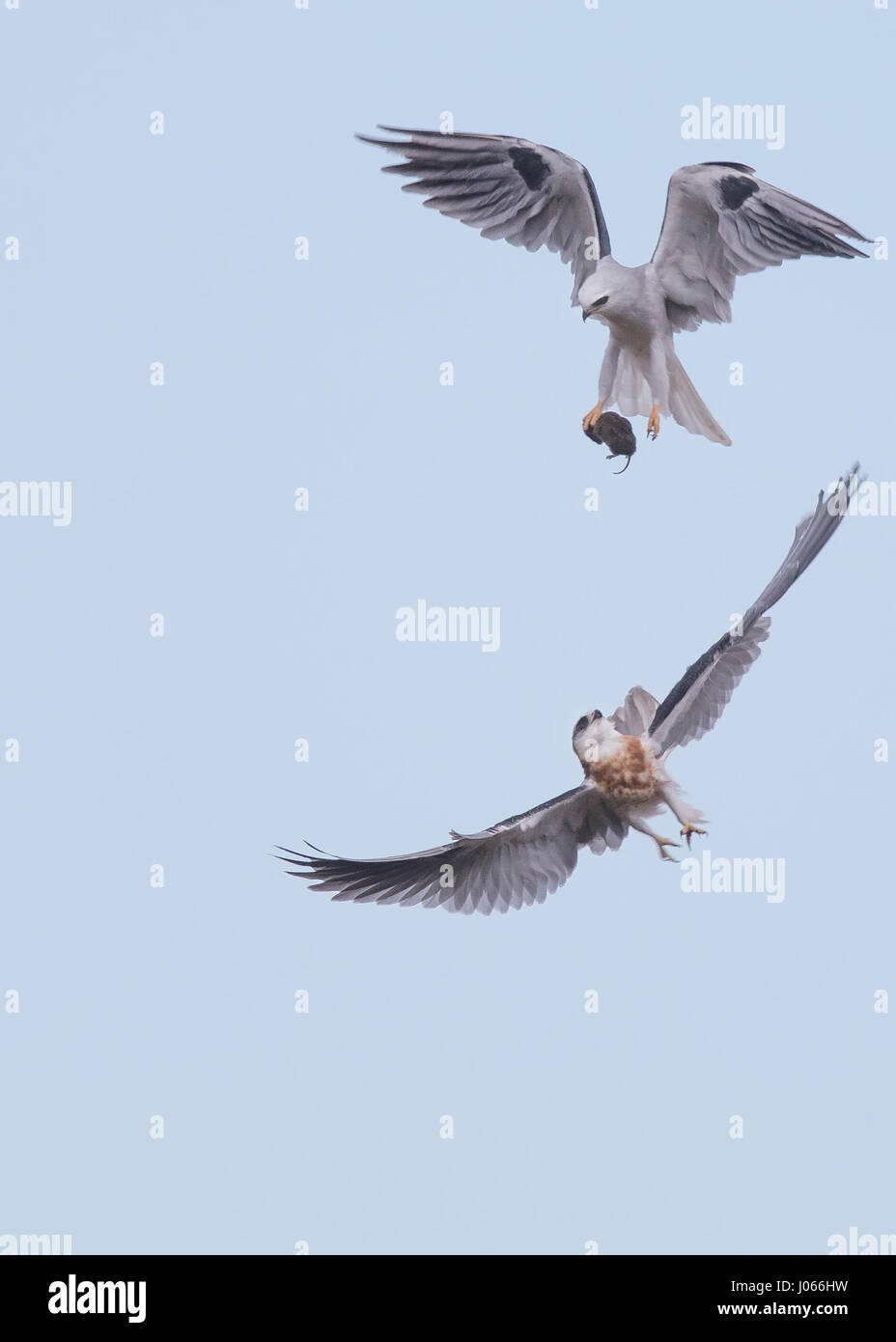 Two White-tailed Kites exchange prey. SPECTACULAR action shots of two ...
