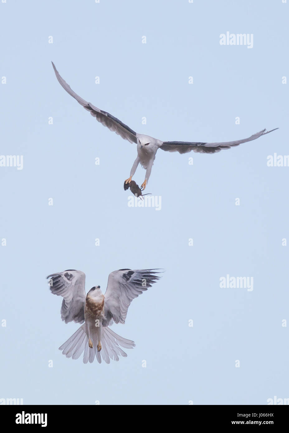 Two White-tailed Kites exchange prey. SPECTACULAR action shots of two ...