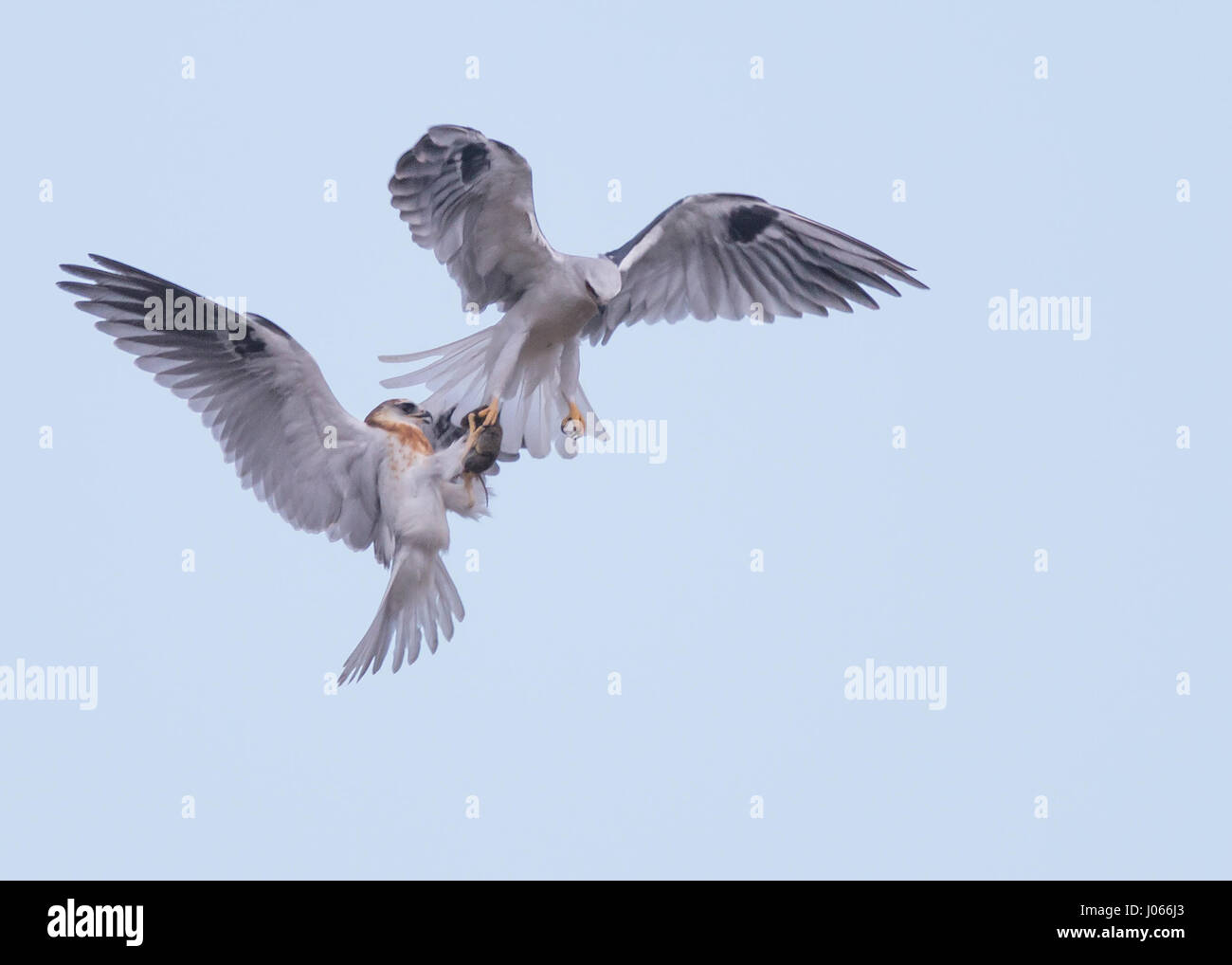 Two White-tailed Kites exchange prey. SPECTACULAR action shots of two ...