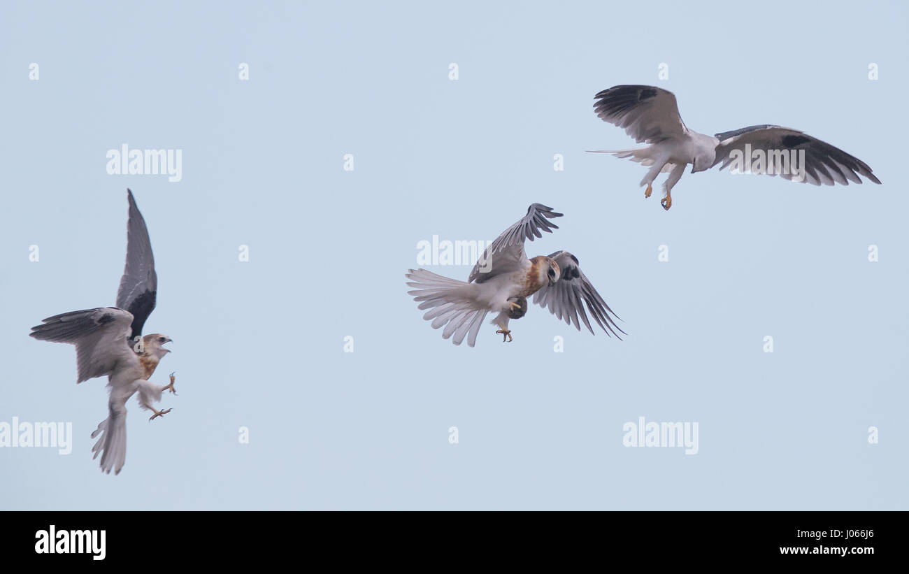 A mother bird teaches her offspring how to hunt. SPECTACULAR action ...