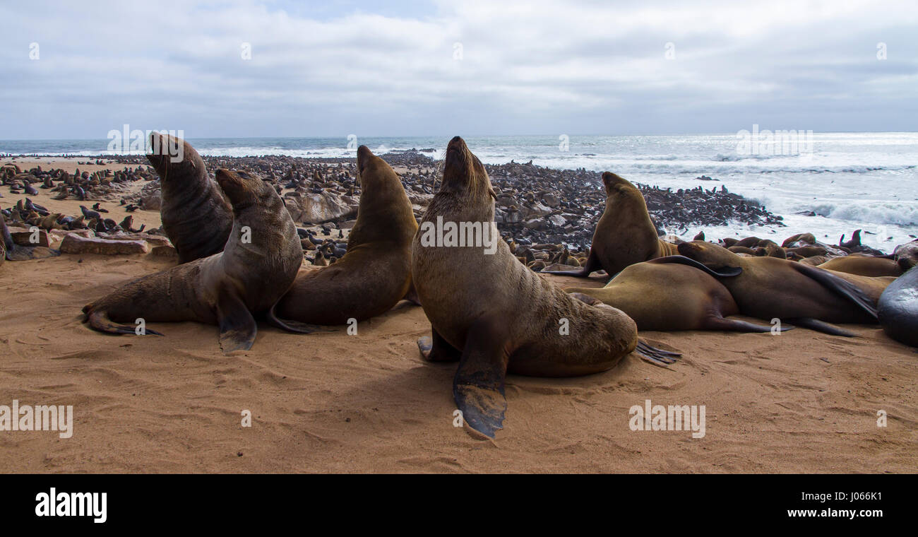 Group of sea lions on beach hi-res stock photography and images - Alamy
